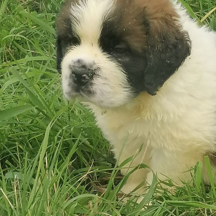 Чудесные Детки Сенбернары