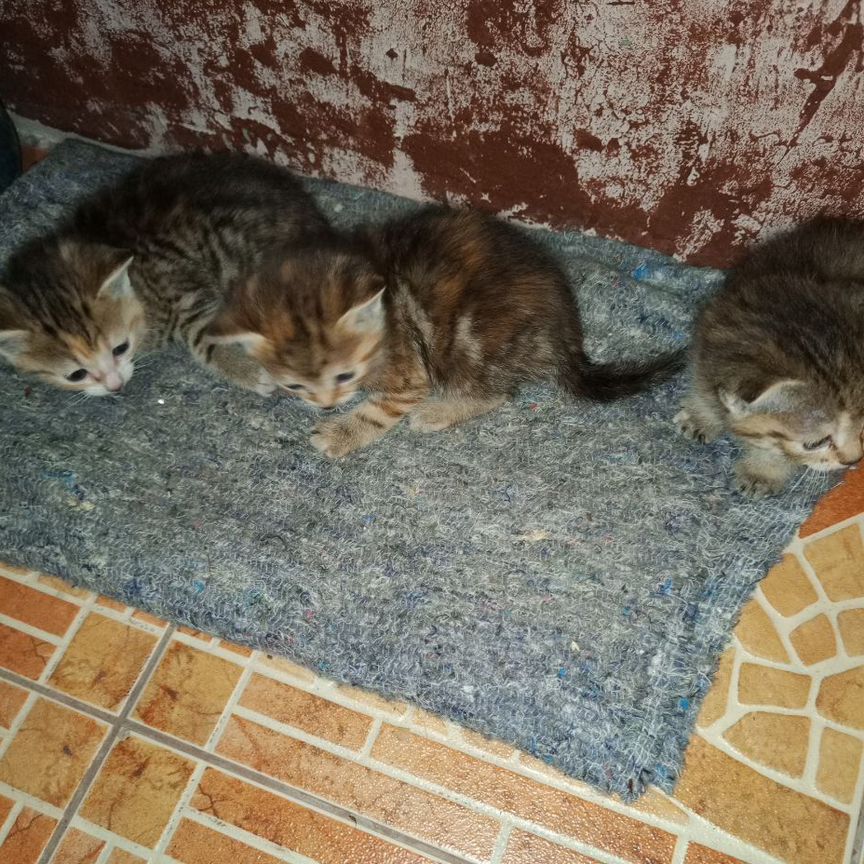 Котята