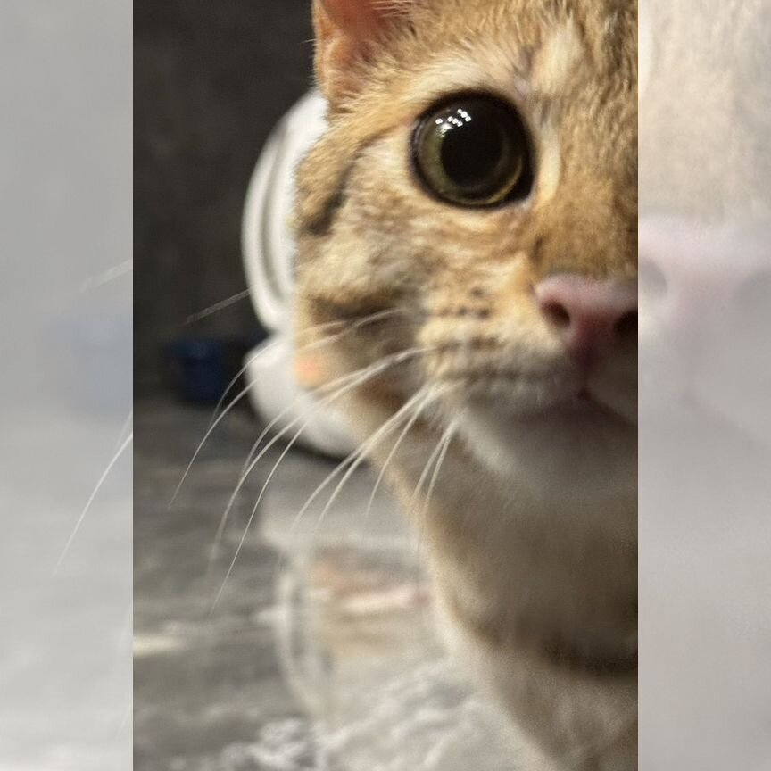 Автоматический лоток для кошек petkit pura MAX