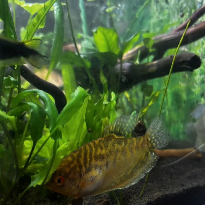 Аквариумные рыбки гурами