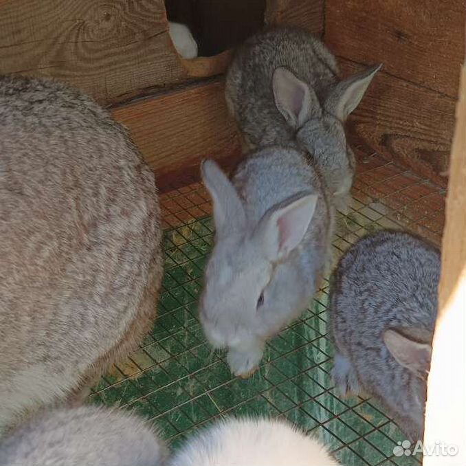 Кролики великаны