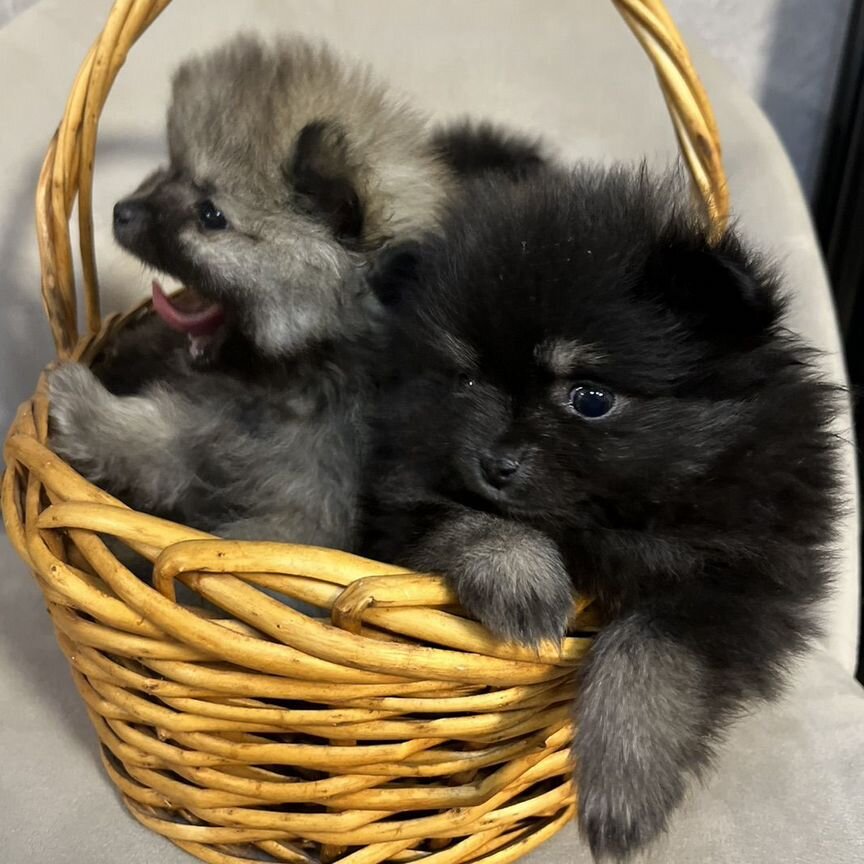 Померанский шпиц, щенок