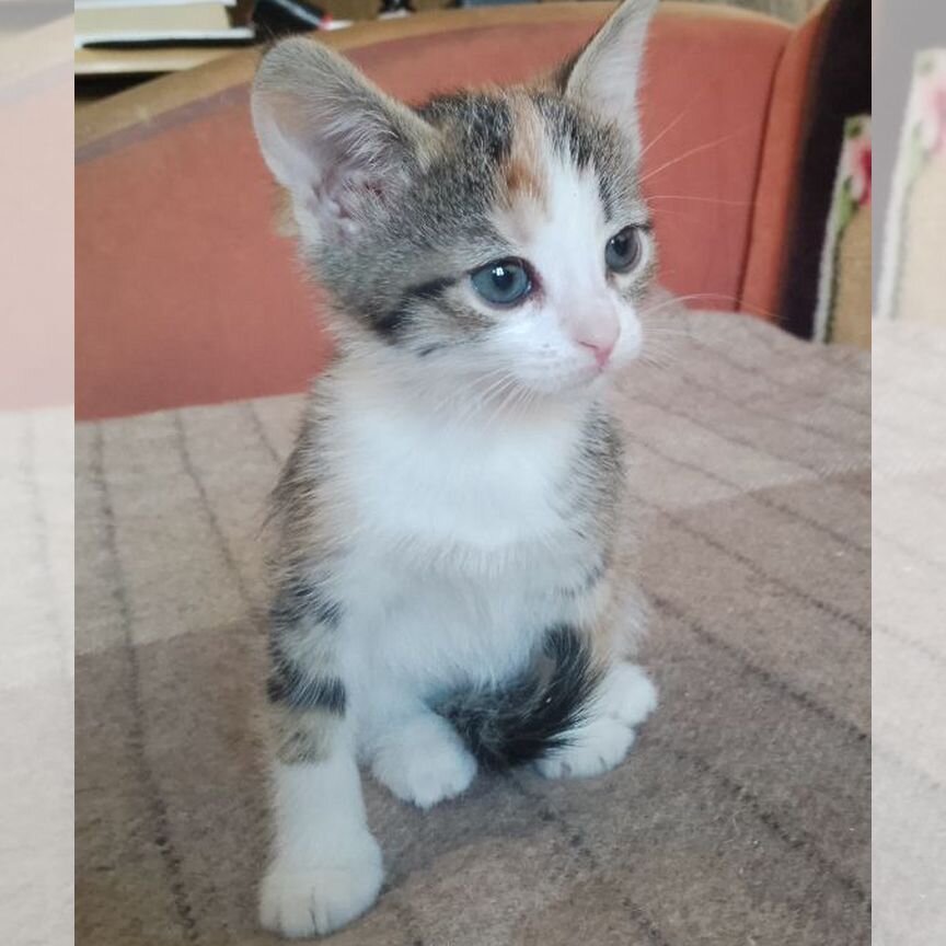 Котёнок в добрые руки