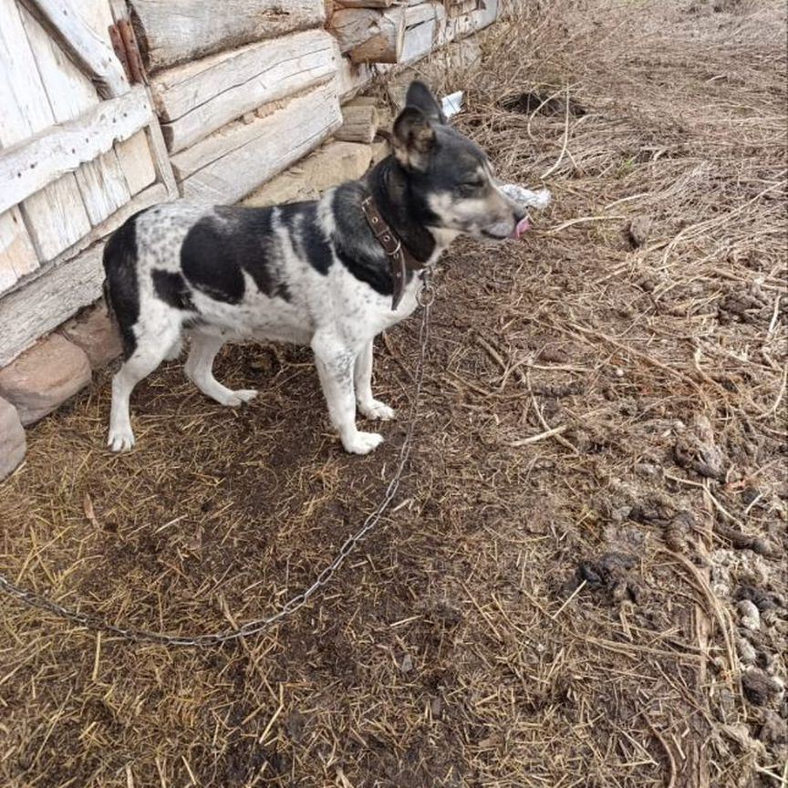 Отдам в добрые руки