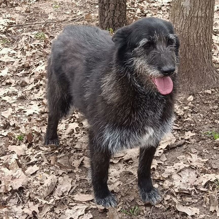Взрослая собака в добрые руки