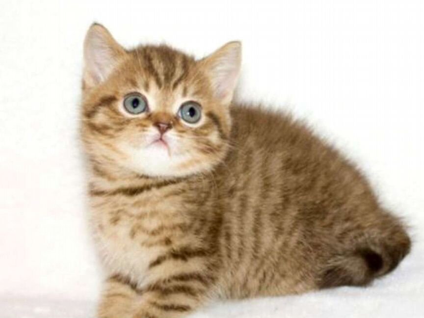 Мишки) окрас Шоколадный Табби