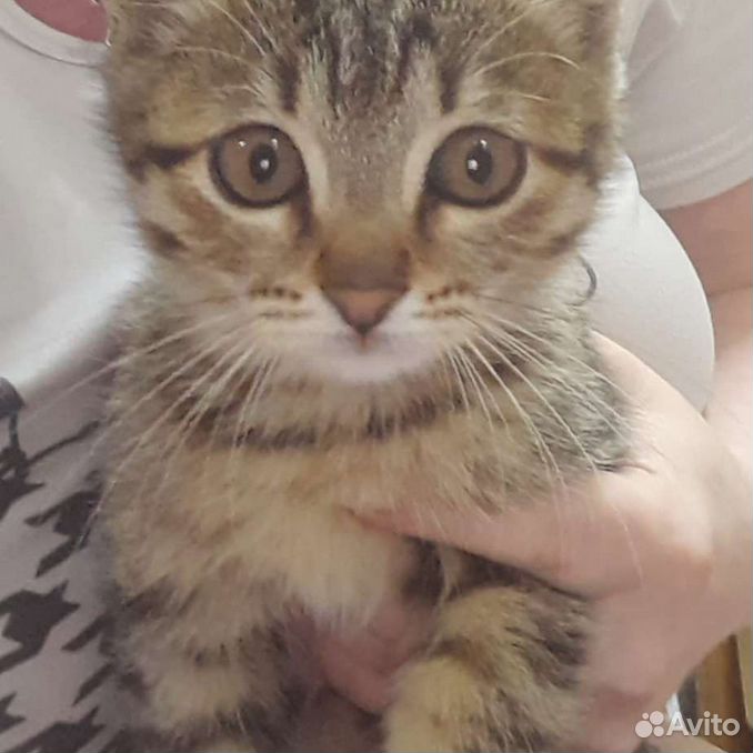 Шикарные котята девочки