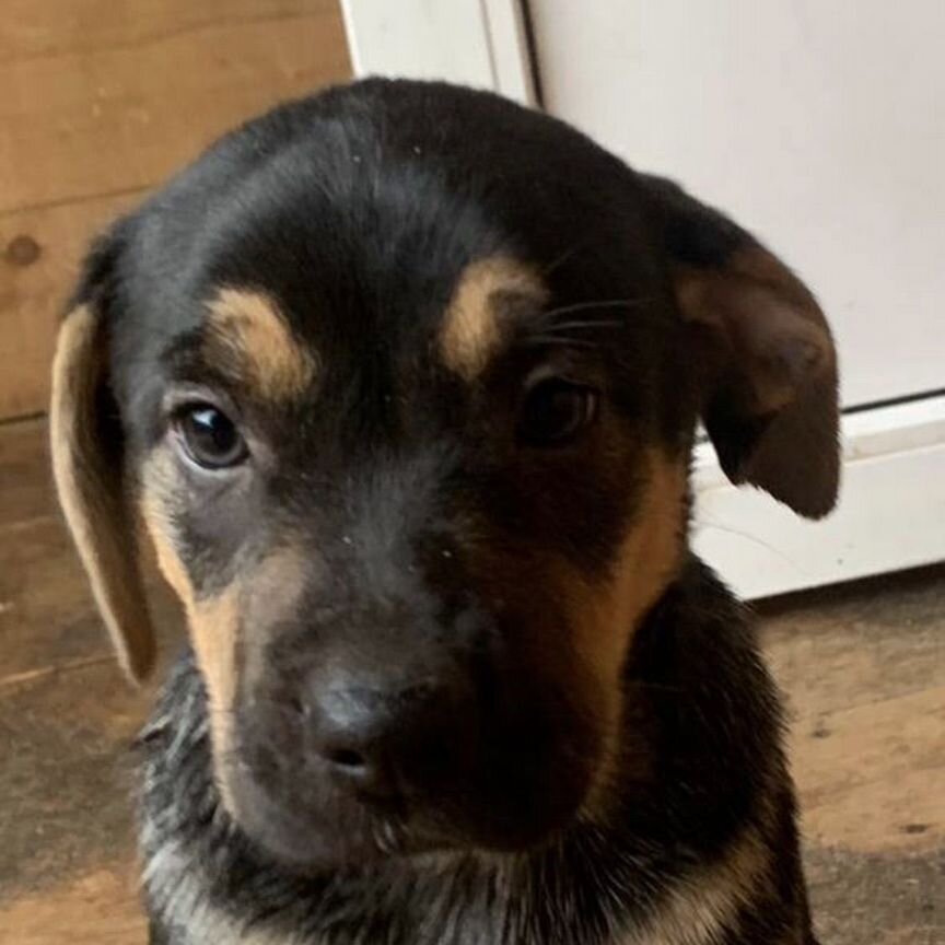 Адель-пушистая радость в Ваш добрый дом