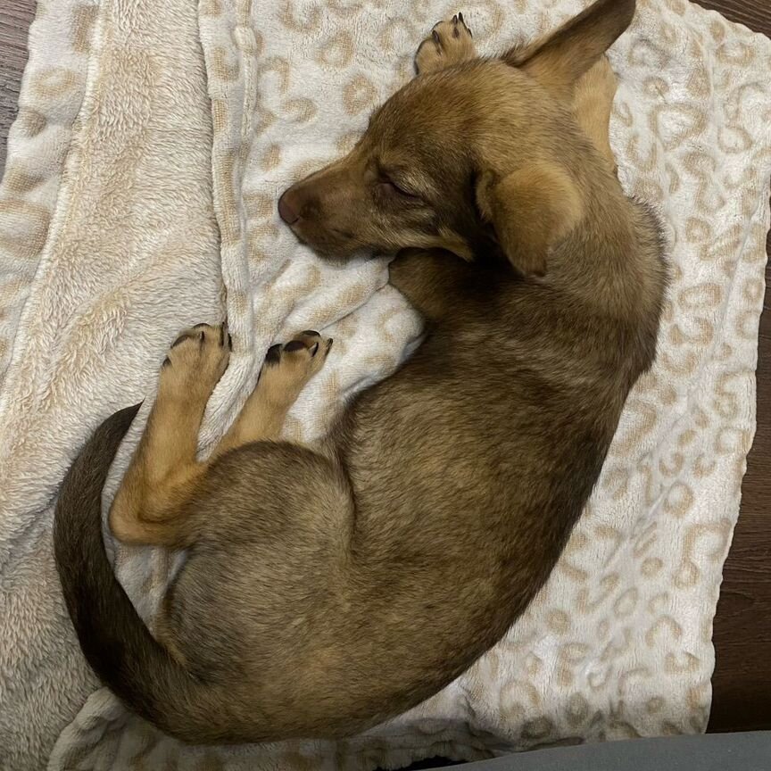 Щенок в добрые руки