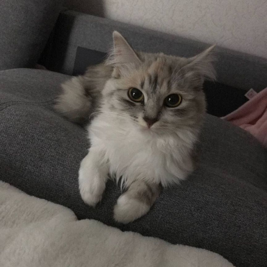 Кошка в добрые руки