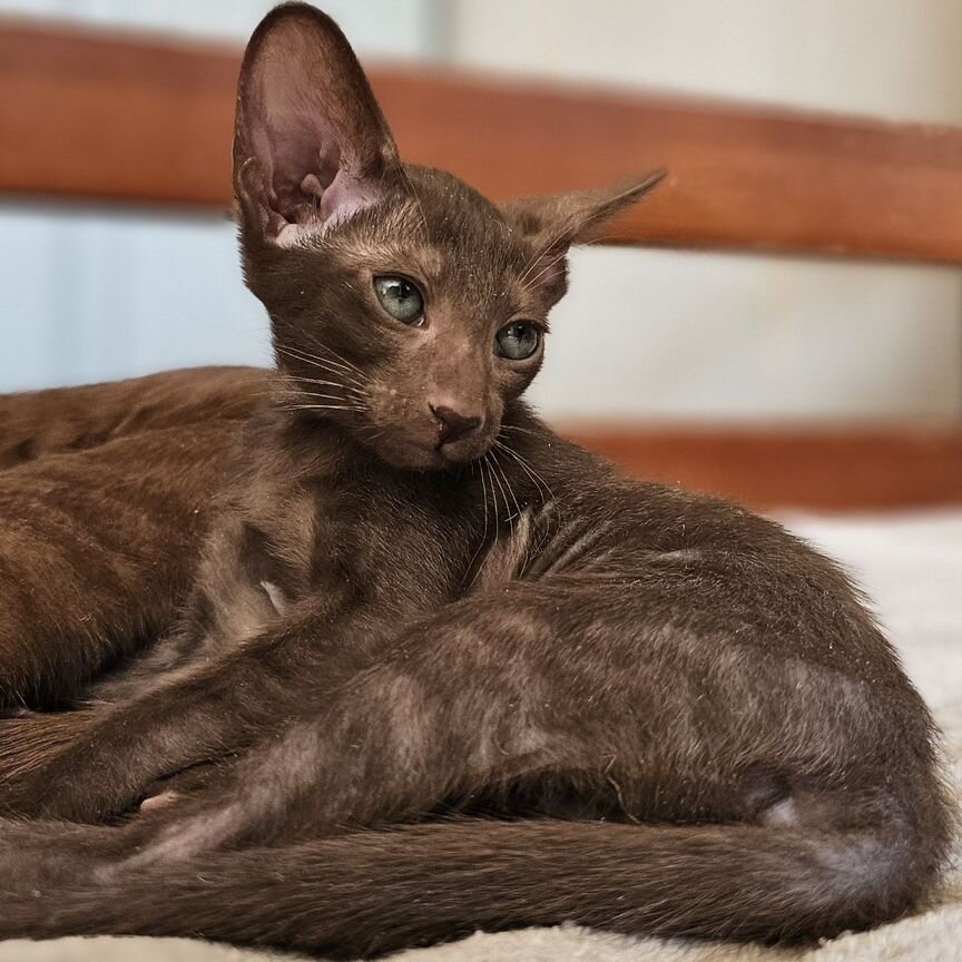 Ориентальный котёнок