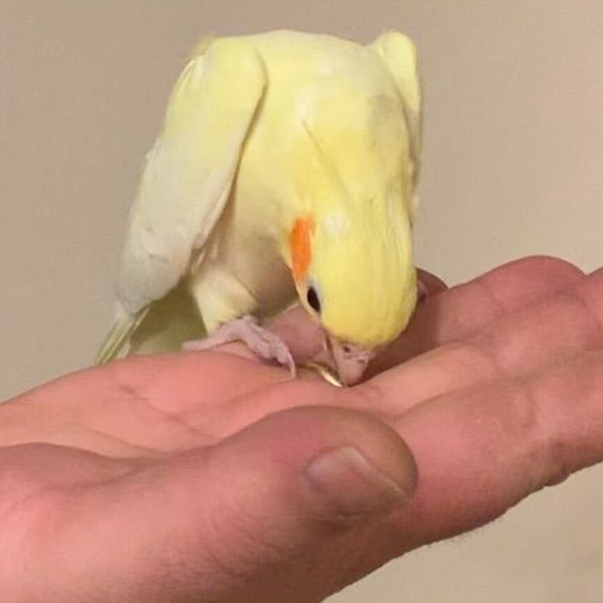 Попугай карелла