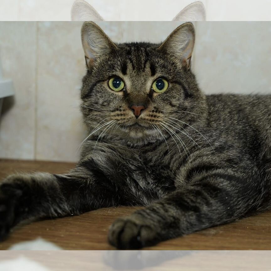 Кот Шустрик