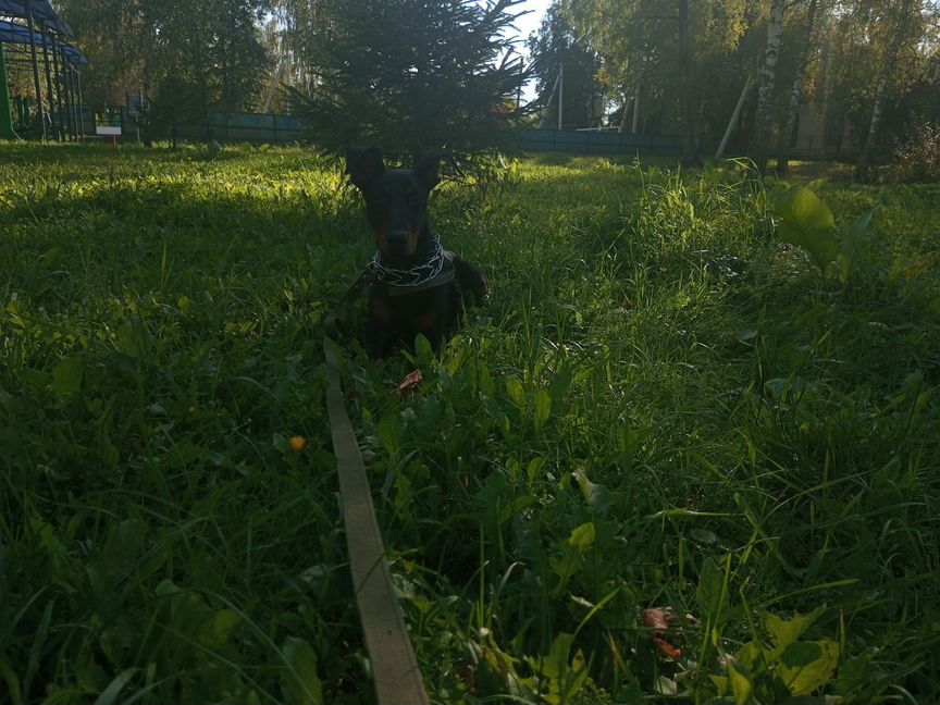 Собака доберман