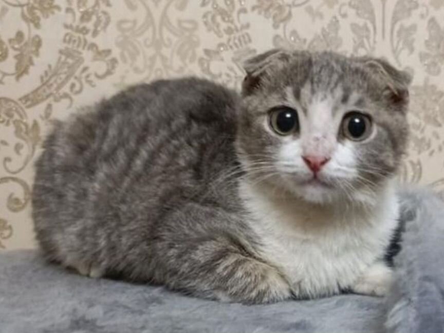 Вислоухий котенок Хвостик