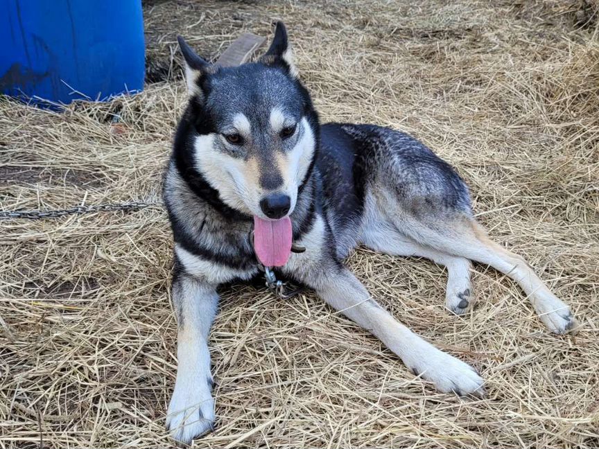 Собака в добрые руки