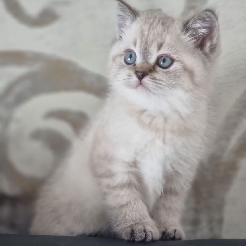 Котята