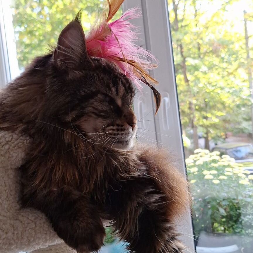 Кот в добрые руки