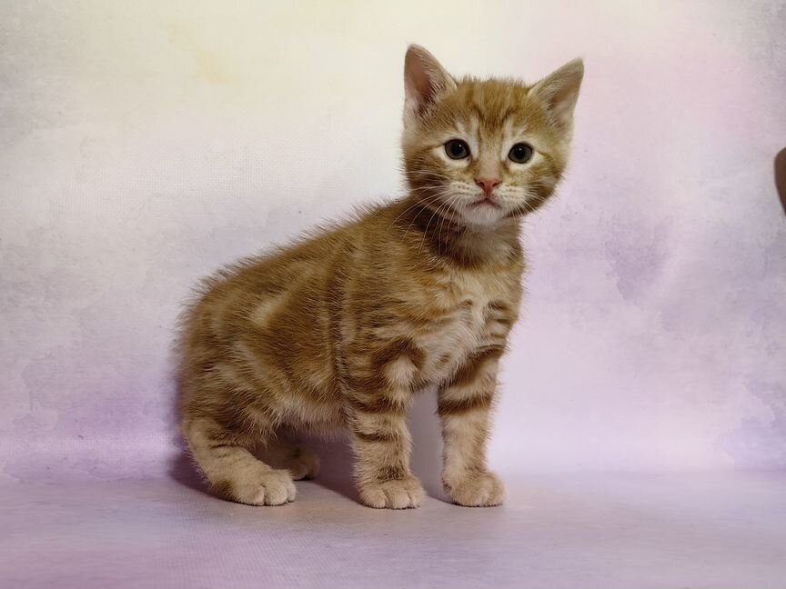 Мальчик короткошёрстный красный мрамор