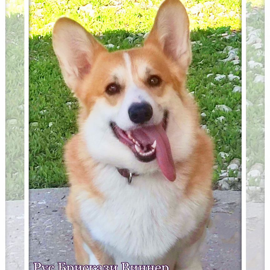 Вельш Корги Пемброк, щенок