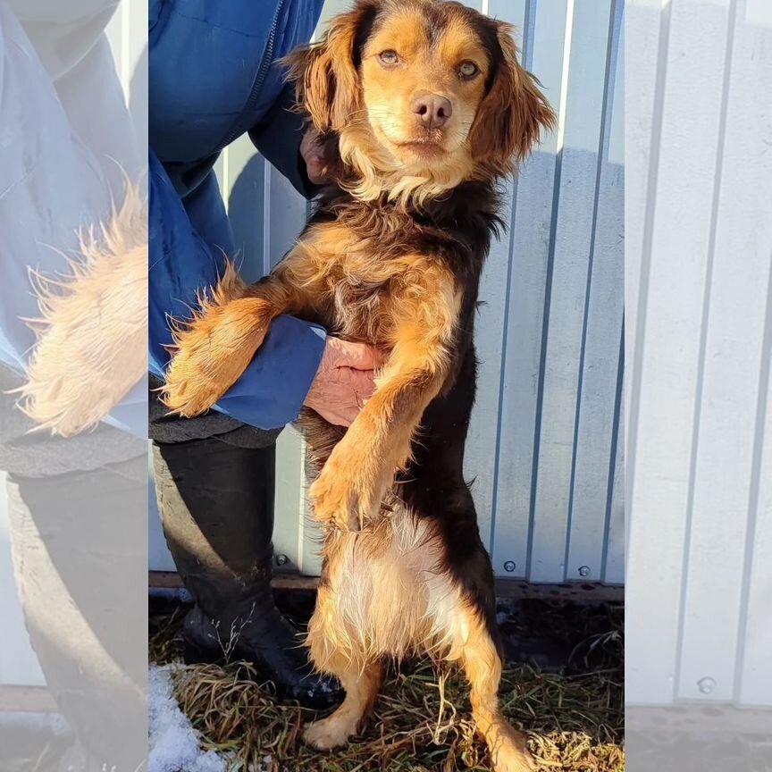 Английский кокер-спаниель, щенок