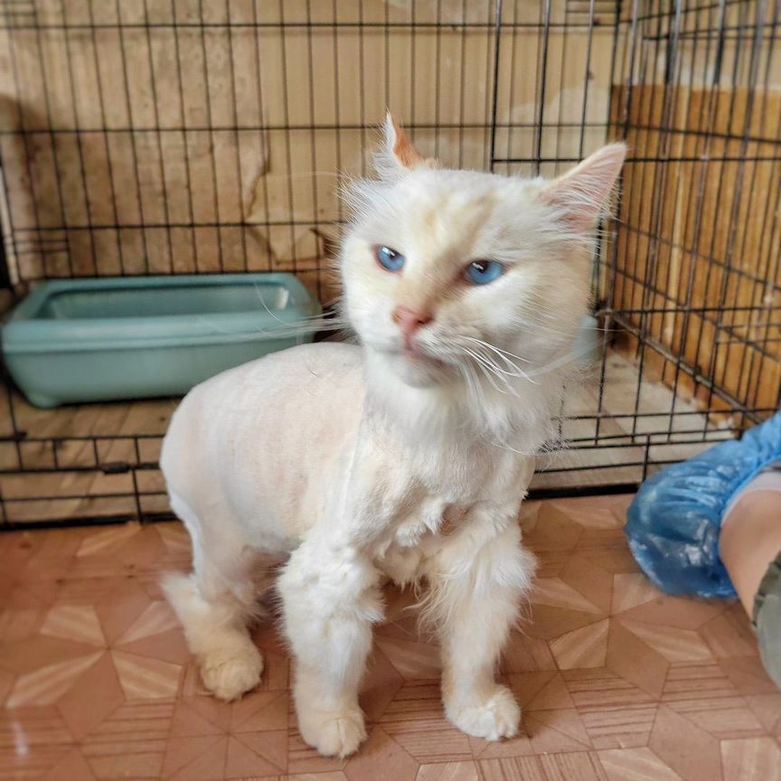 Белый пушистый кот Агат