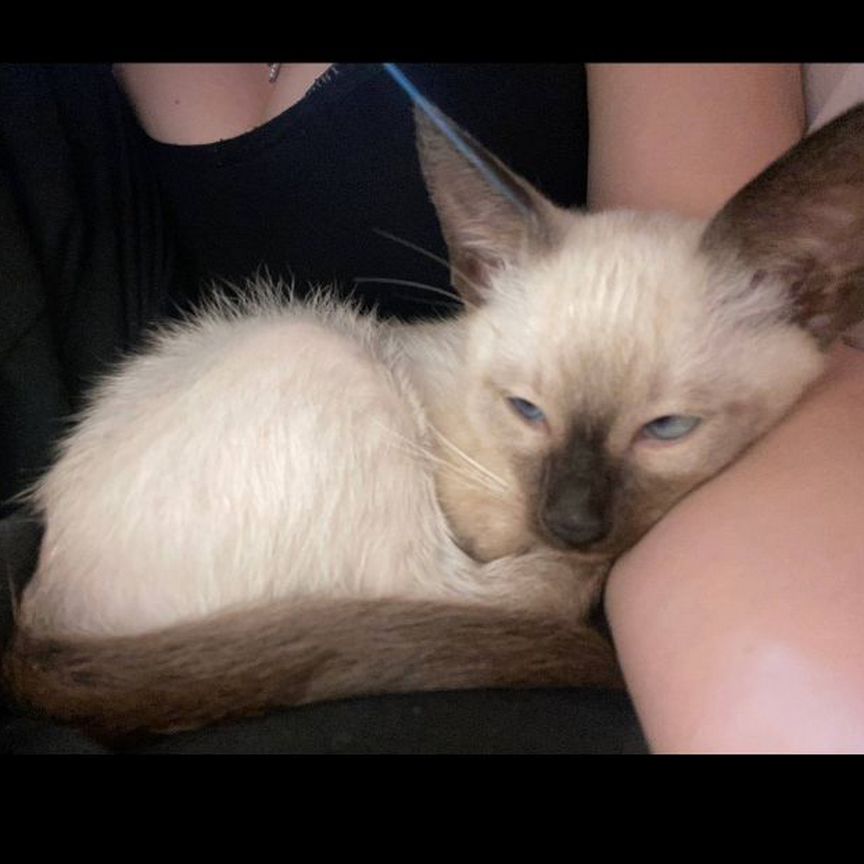 Тайский котёнок