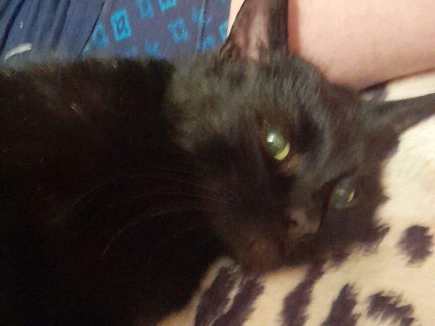 Отдам бесплатно кота
