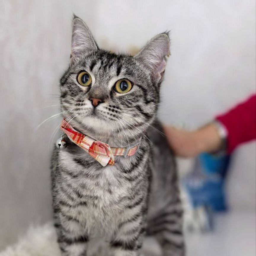 Кошки