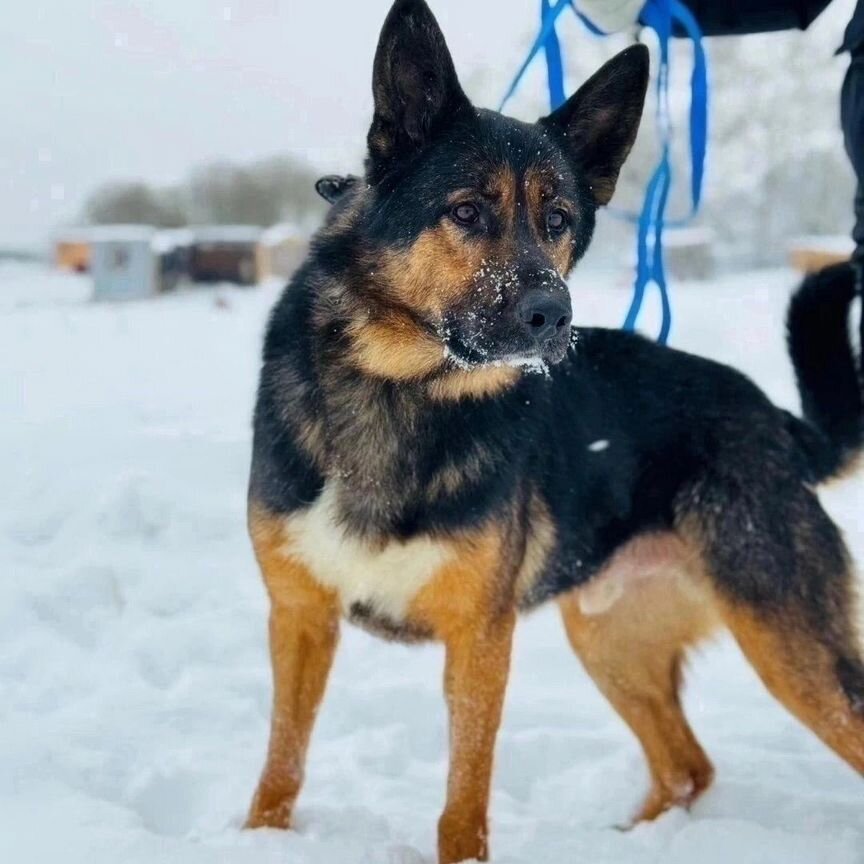 Метис овчарки