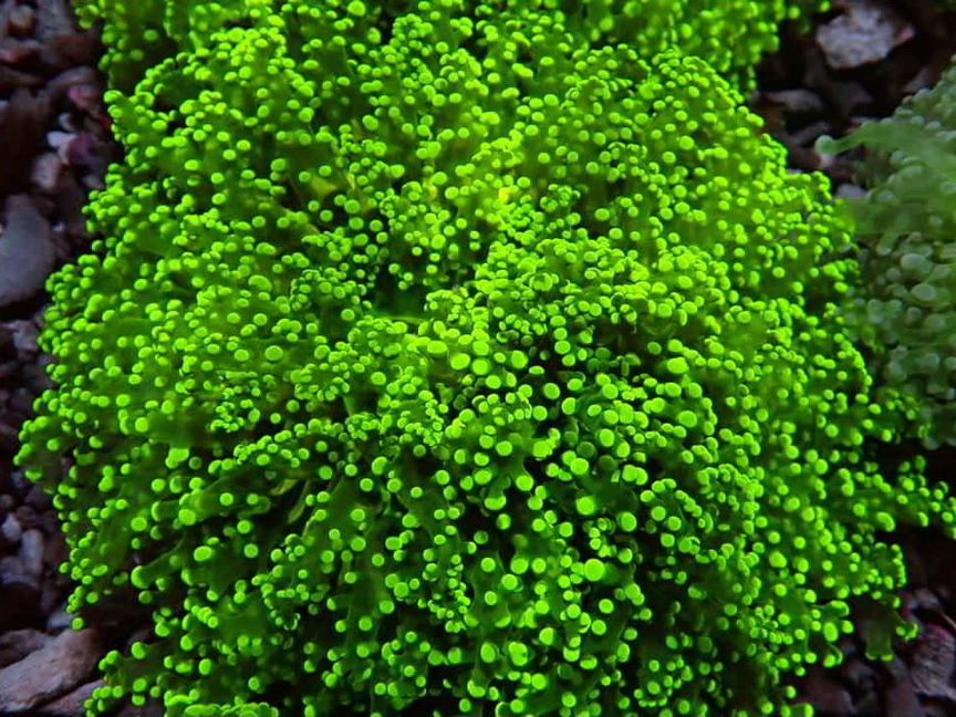 Морские кораллы