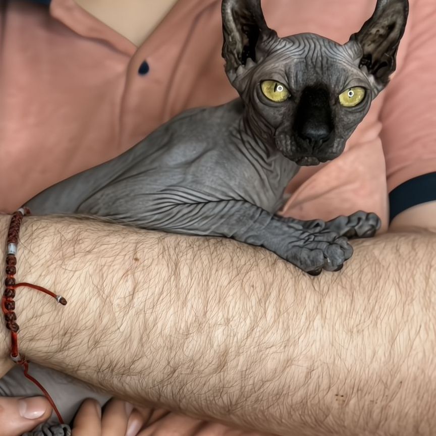 Канадский сфинкс котёнок