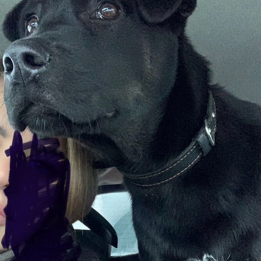 Собака в добрые руки (мама кане корсо)