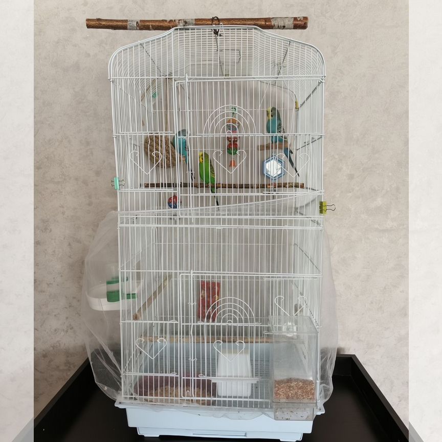 Волнистые попугаи с клеткой