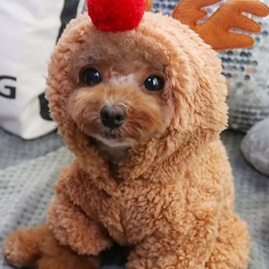 Комбинезон для собак