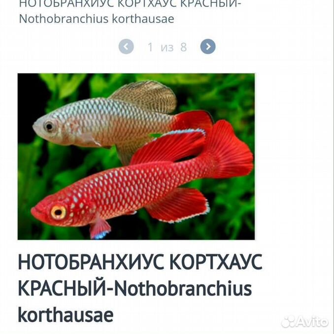 Нотобранхиус