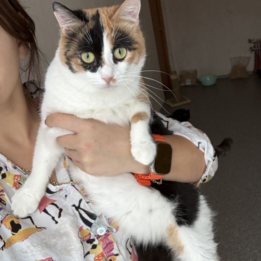 Взрослая, Девочка кошка в добрые руки