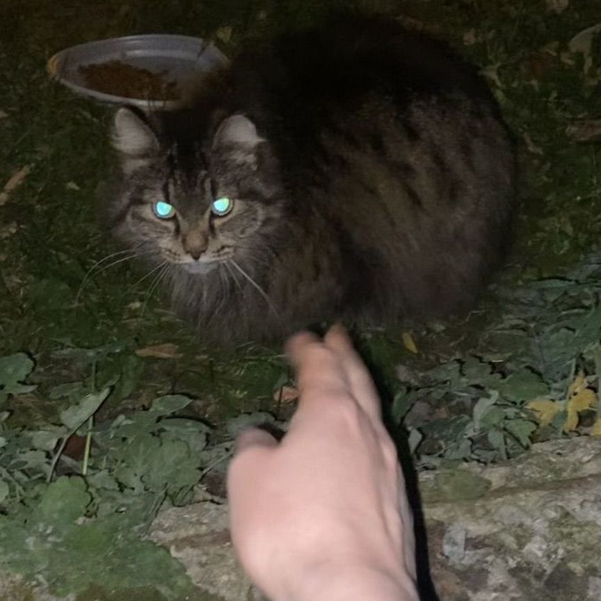 Русская сибирская кошка