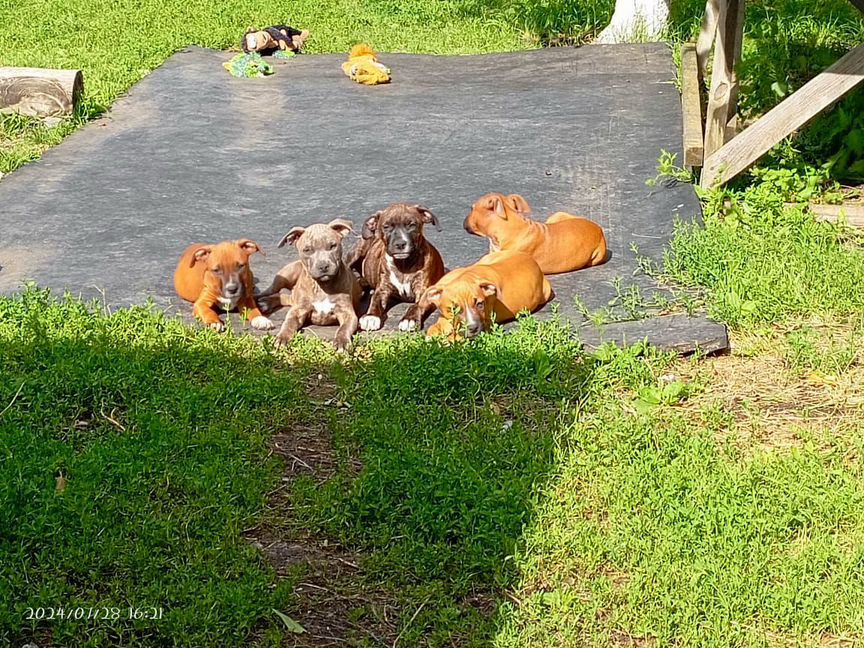 Щенки стаффа