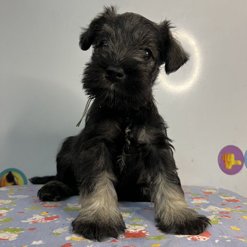 Цвергшнауцер, щенок