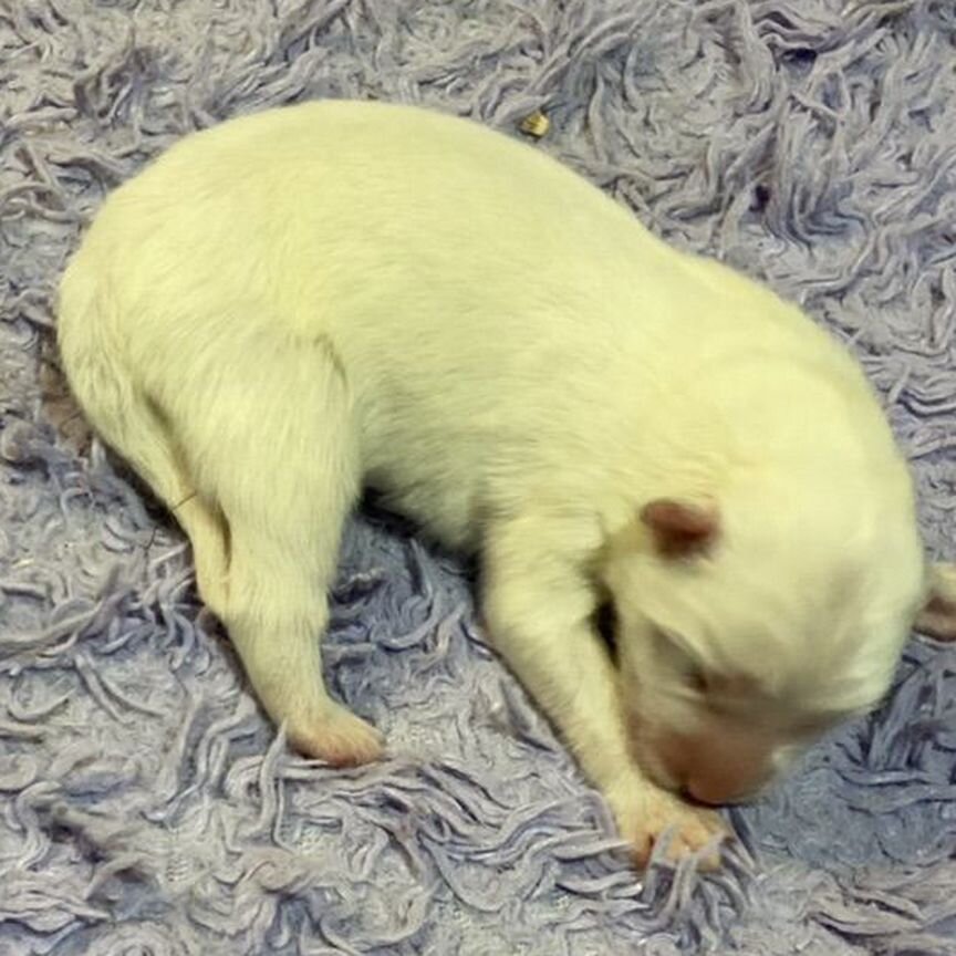 Самоедская собака, щенок