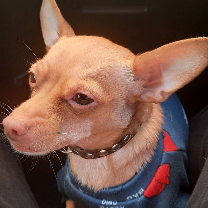 Мини-той терьер, бесплатно