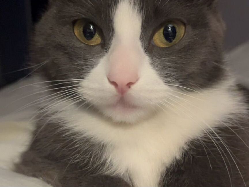 Кошка турецкая ангора