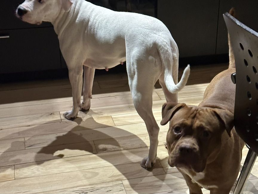 Американский бульдог и Аргентинский дог