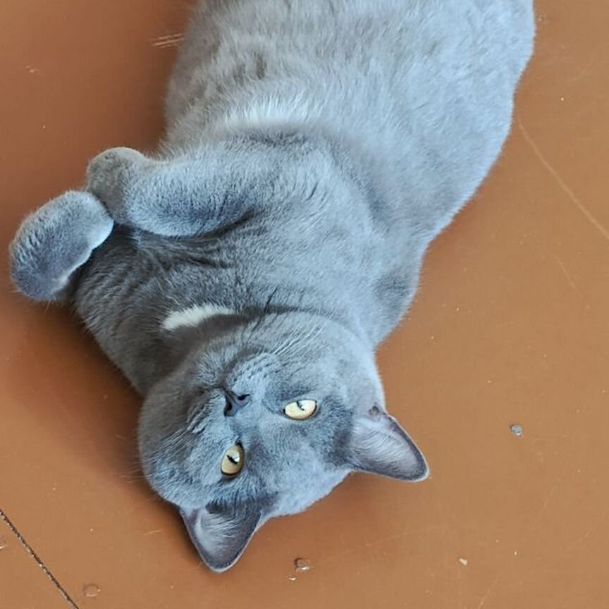 Британский короткошёрстный, взрослый кот