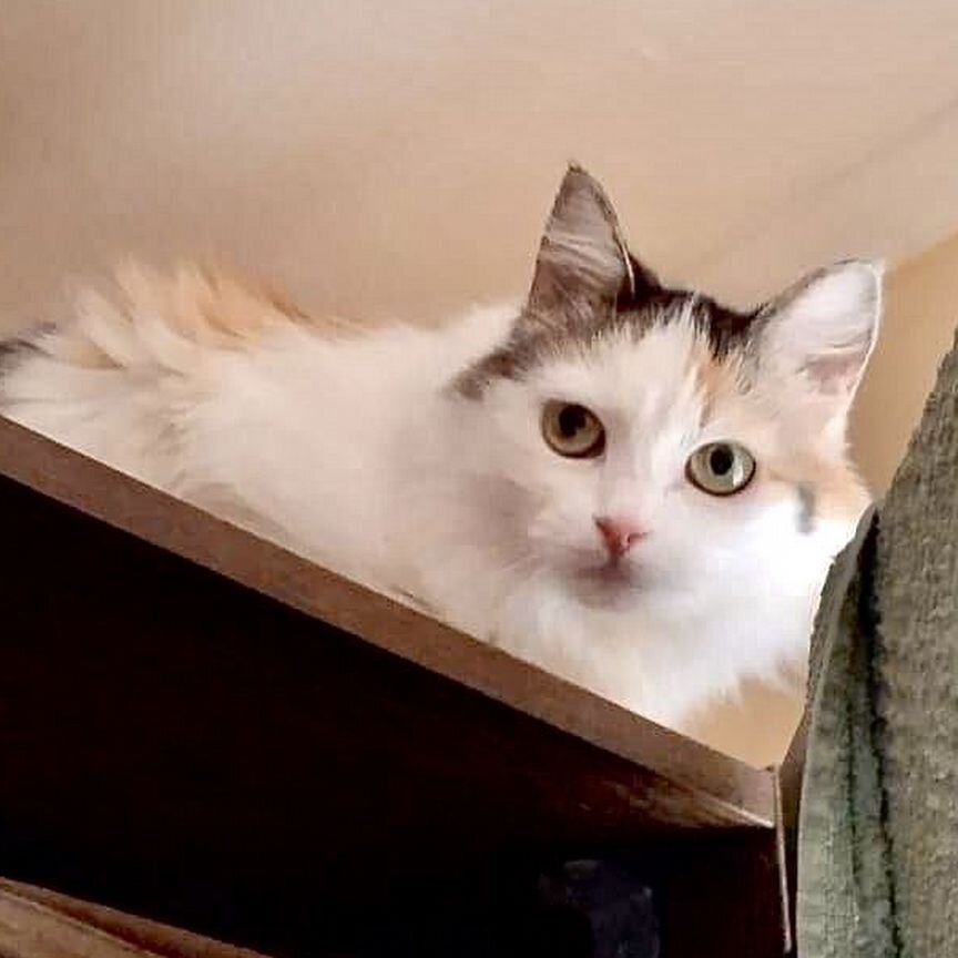 Взрослая, кошка в добрые руки