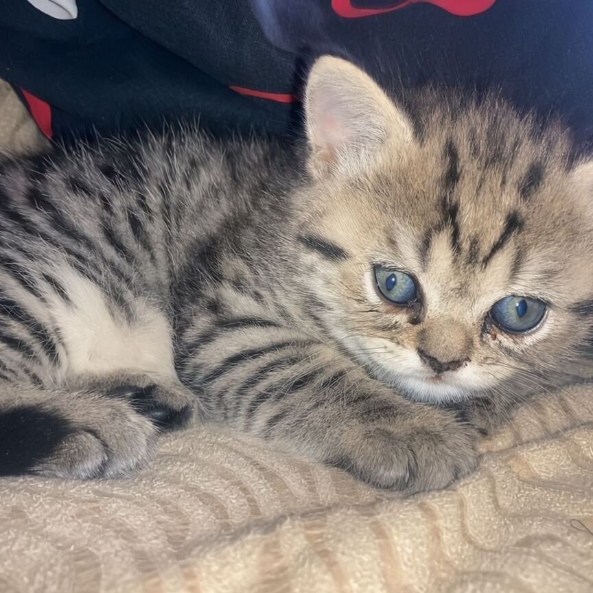 Британский короткошёрстный котёнок