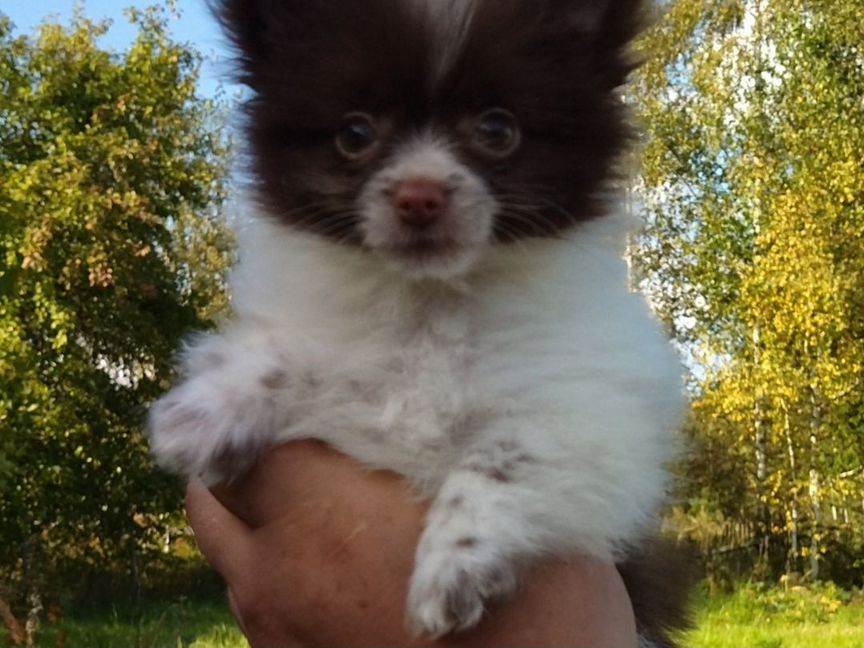 Йоркопом Пикси