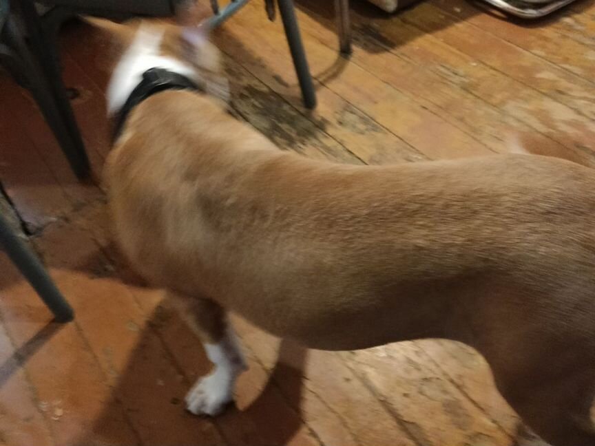 Собака стаффорд