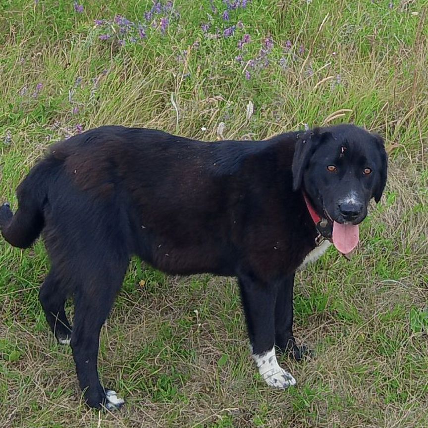 Лабрадор-ретривер, взрослая собака